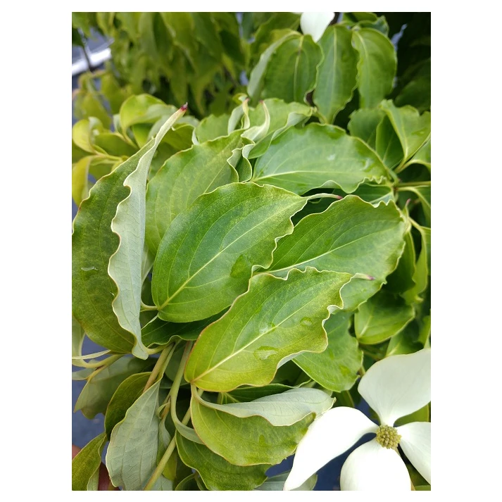 cornus kousa leaf