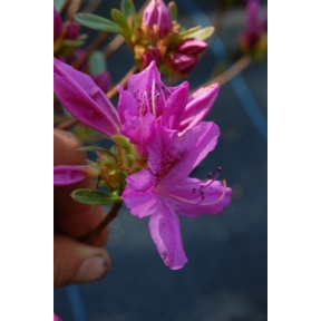Rhododendron yedoense var. poukhanense 'Compacta' - Compact Korean ...