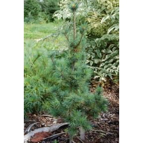 Pinus strobus 'Diggy' - Diggy Eastern White Pine Broken Arrow Nursery