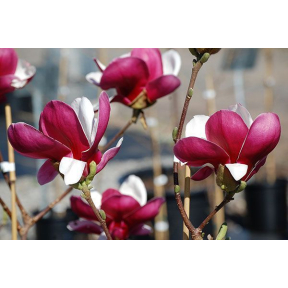 Magnolia x 'Ruby' - Ruby Magnolia Broken Arrow Nursery