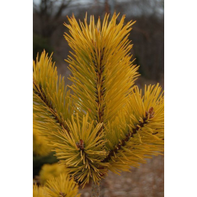 Pinus sylvestris 'Gold Coin' - Gold Coin Scotch Pine Broken Arrow Nursery