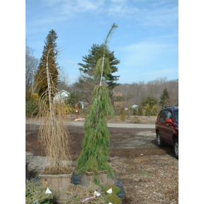 Pinus strobus 'Angel Falls' - Angel Falls Eastern White Pine Broken ...