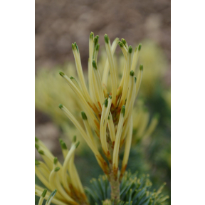Pinus parviflora 'Fukai' - Fukai Japanese White Pine Broken Arrow Nursery