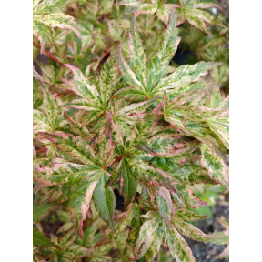 Acer palmatum 'Cosmos' - Cosmos Japanese Maple Broken Arrow Nursery
