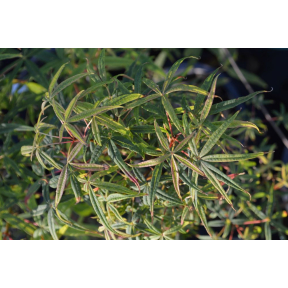 Acer pentaphyllum - Five Lobed Chinese Maple Broken Arrow Nursery