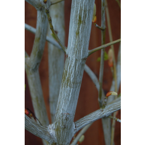 Acer tegmentosum 'Joe Witt' - Joe Witt Manchustriped Maple Broken Arrow ...