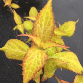 Hydrangea serrata 'Mountain Mania' - Mountain Mania Mountain Hydrangea ...