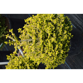 Picea orientalis 'Firefly' - Firefly Oriental Spruce Broken Arrow Nursery