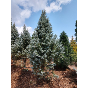 Picea pungens 'Blue Totem' - Blue Totem Colorado Spruce, Blue Spruce ...