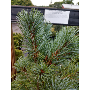 Pinus parviflora 'Blauer Engel' - Blauer Engel Japanese White Pine ...