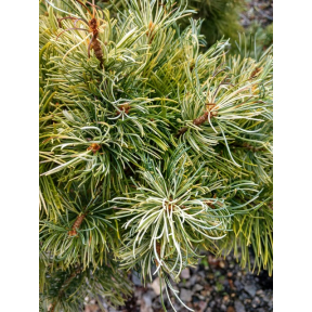 Pinus parviflora 'Hani' - Hani Japanese White Pine Broken Arrow Nursery